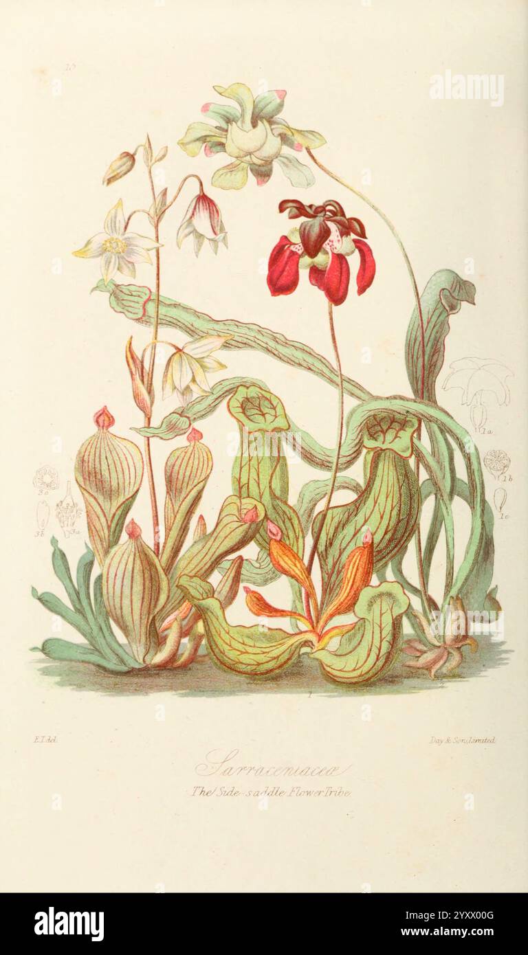 Illustrations of the Natural Orders of Plants with Groups and ...