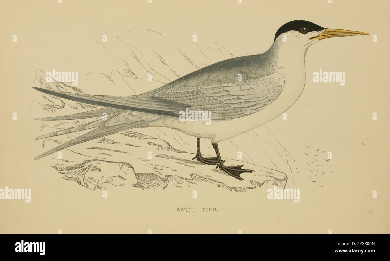 Elongated body elegantly angled hi-res stock photography and images - Alamy