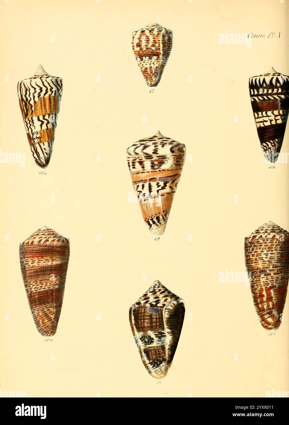Conchologia iconica, or Illustrations of the Shells of Molluscous Animals. v.1 London, Reeve ...