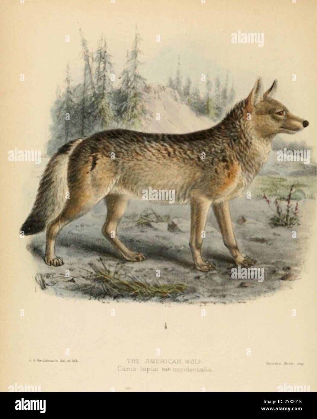 Dogs, Jackals, Wolves, and Foxes, London, R.H. Porter, 1890, Canidae ...