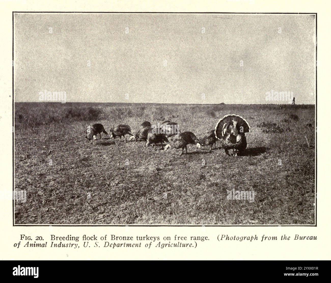 Turkey Raising New York, Orange Judd Publishing Company, 1922. turkeys ...