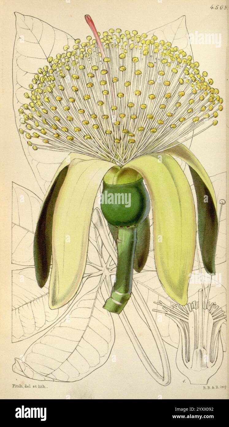 Curtis's, botanical, magazine, London, New York, botany, periodicals ...