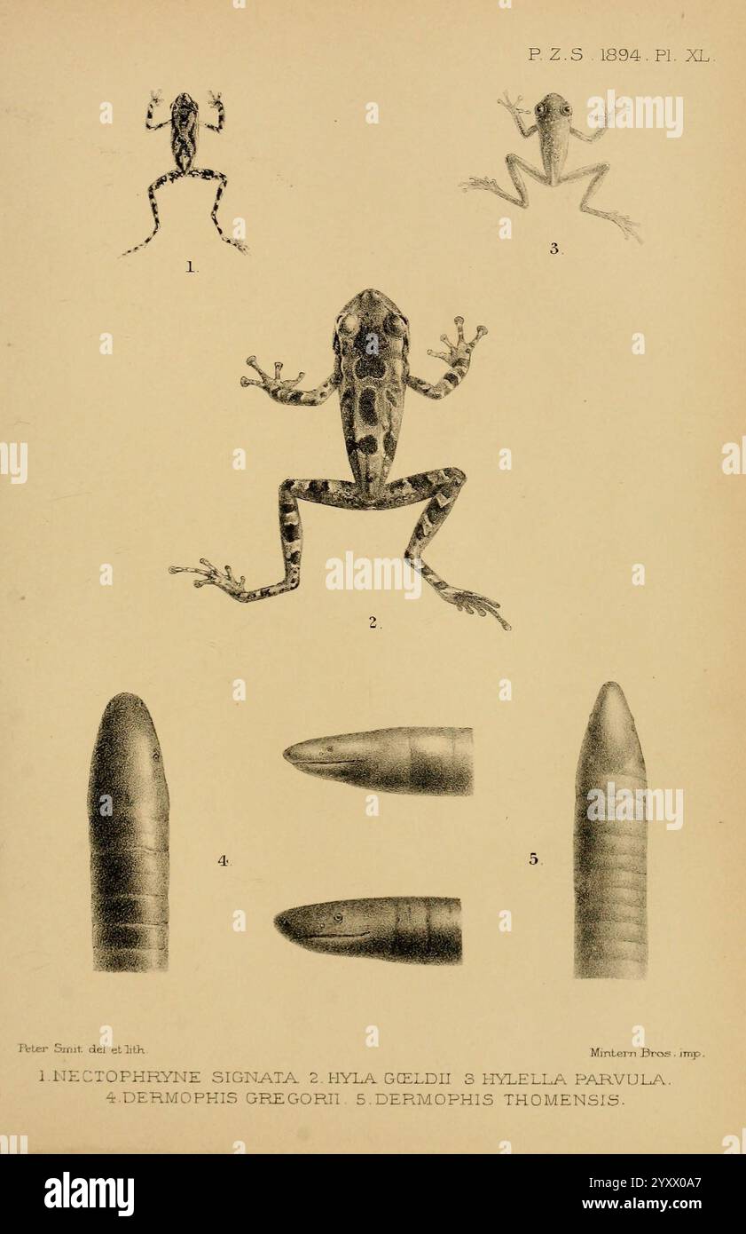 Elongated shapes represent hi-res stock photography and images - Alamy
