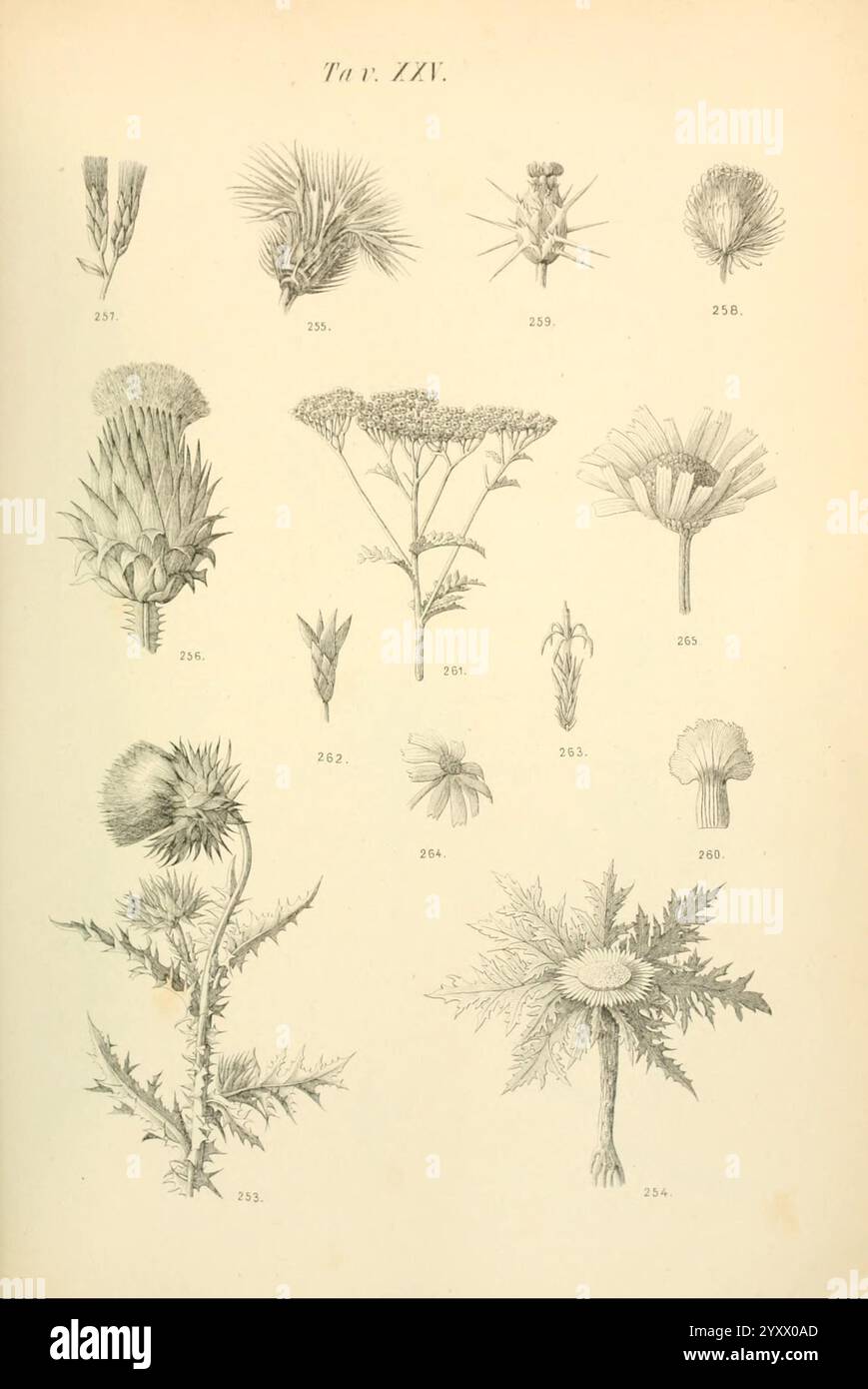 Showcasing unique floral structures hi-res stock photography and images ...