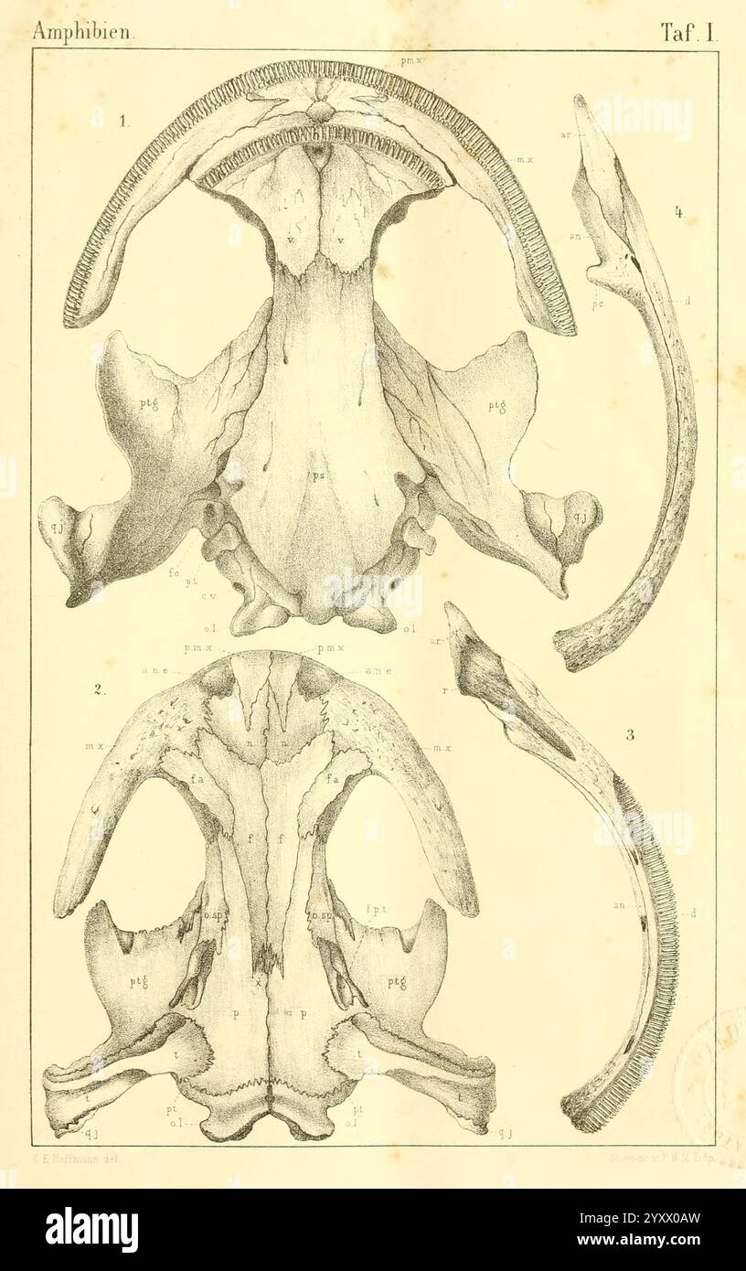 Amphibian skeletal structures hi-res stock photography and images - Alamy