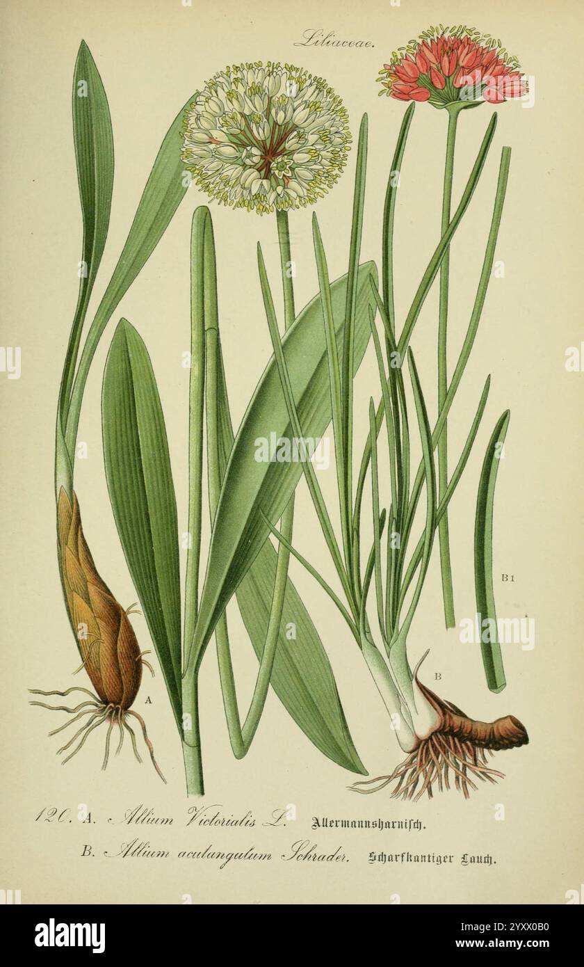 Allium ovalifolium hi-res stock photography and images - Alamy