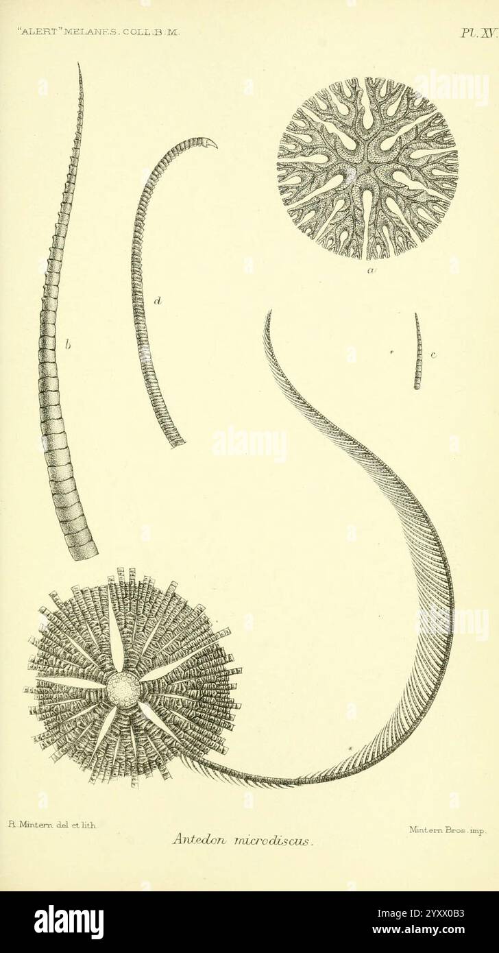 Report, on the zoological collections, made in the Indo-Pacific Ocean ...