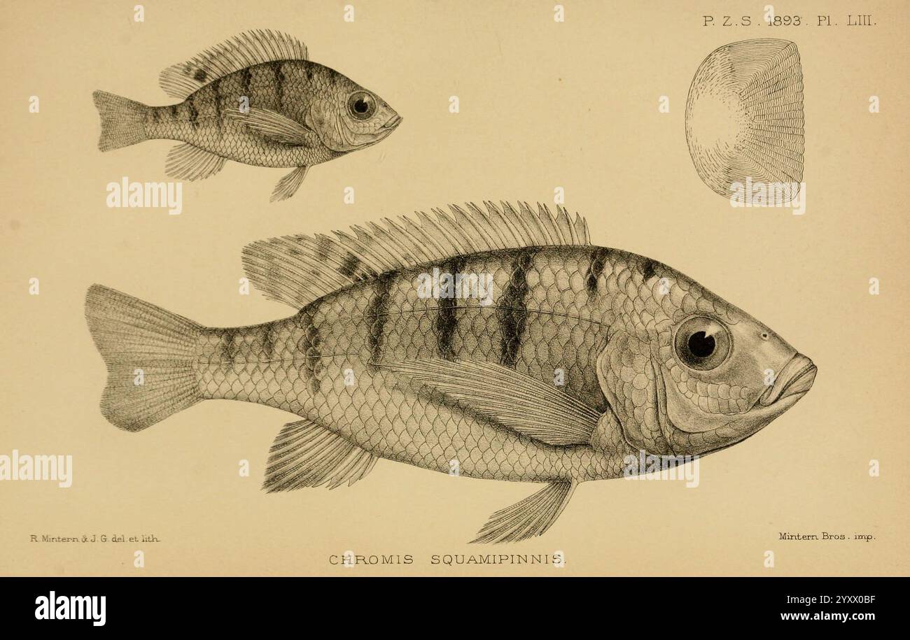 Proceedings of the Zoological Society of London, London, Academic Press ...