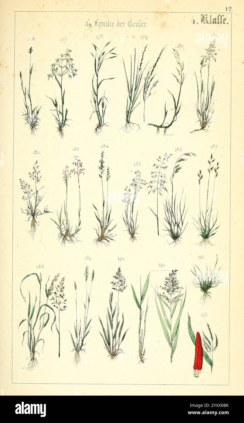 Arrangement highlights different shapes hi-res stock photography and ...