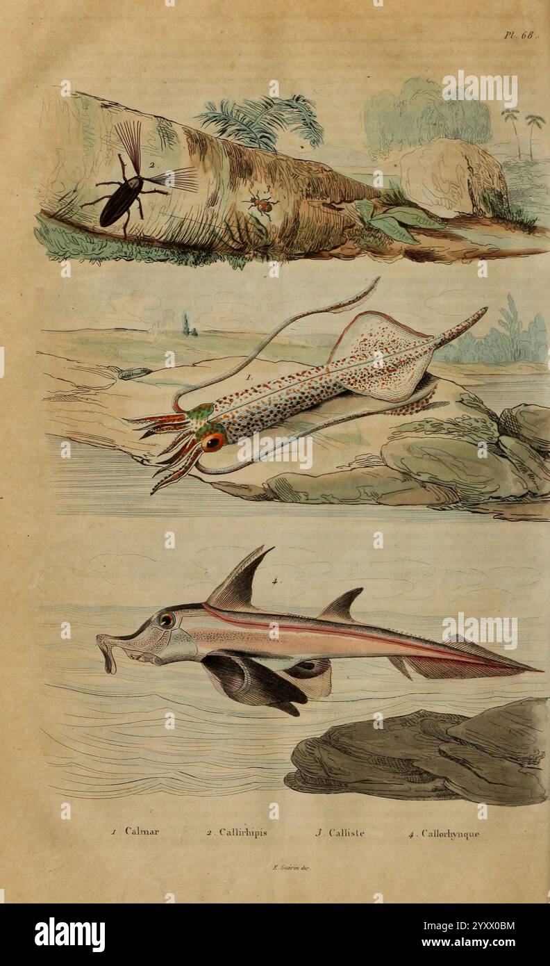 Three distinct marine creatures hi-res stock photography and images - Alamy