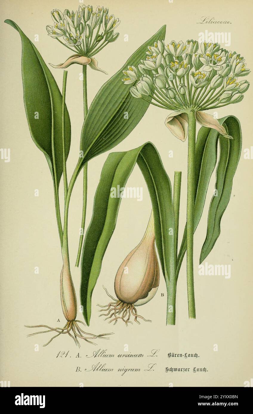 Depicts another variety hi-res stock photography and images - Alamy