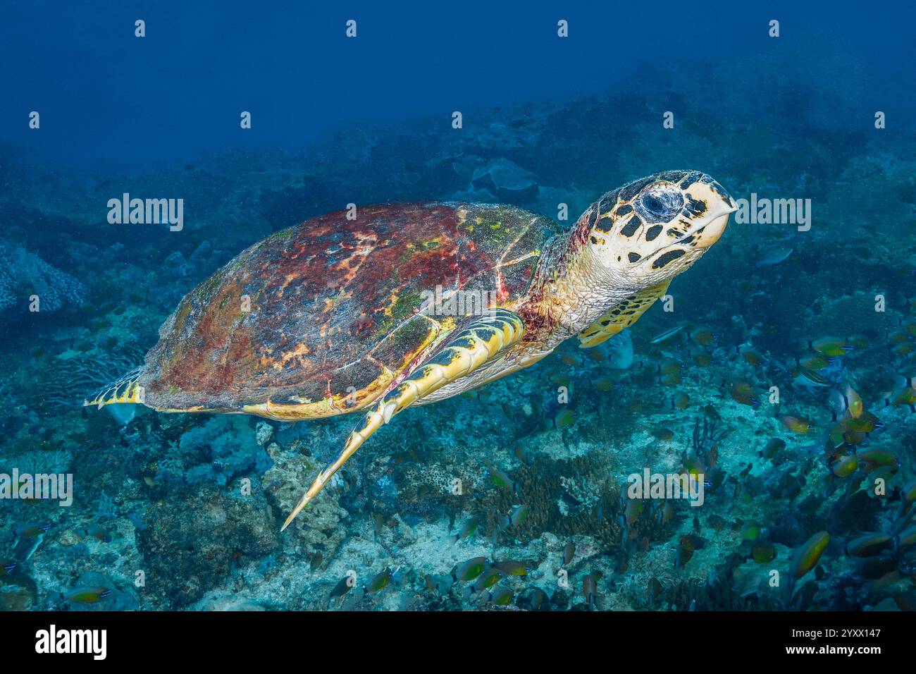 hawksbill sea turtle, Eretmochelys imbricata, Triton Bay, West Papua ...