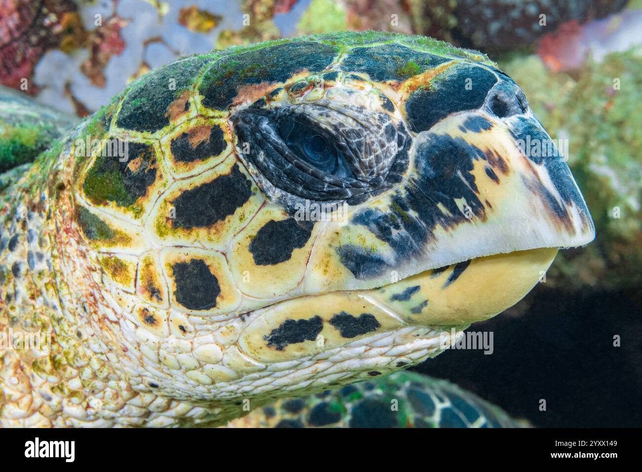 hawksbill sea turtle, Eretmochelys imbricata, Anilao, Batangas, Luzon ...