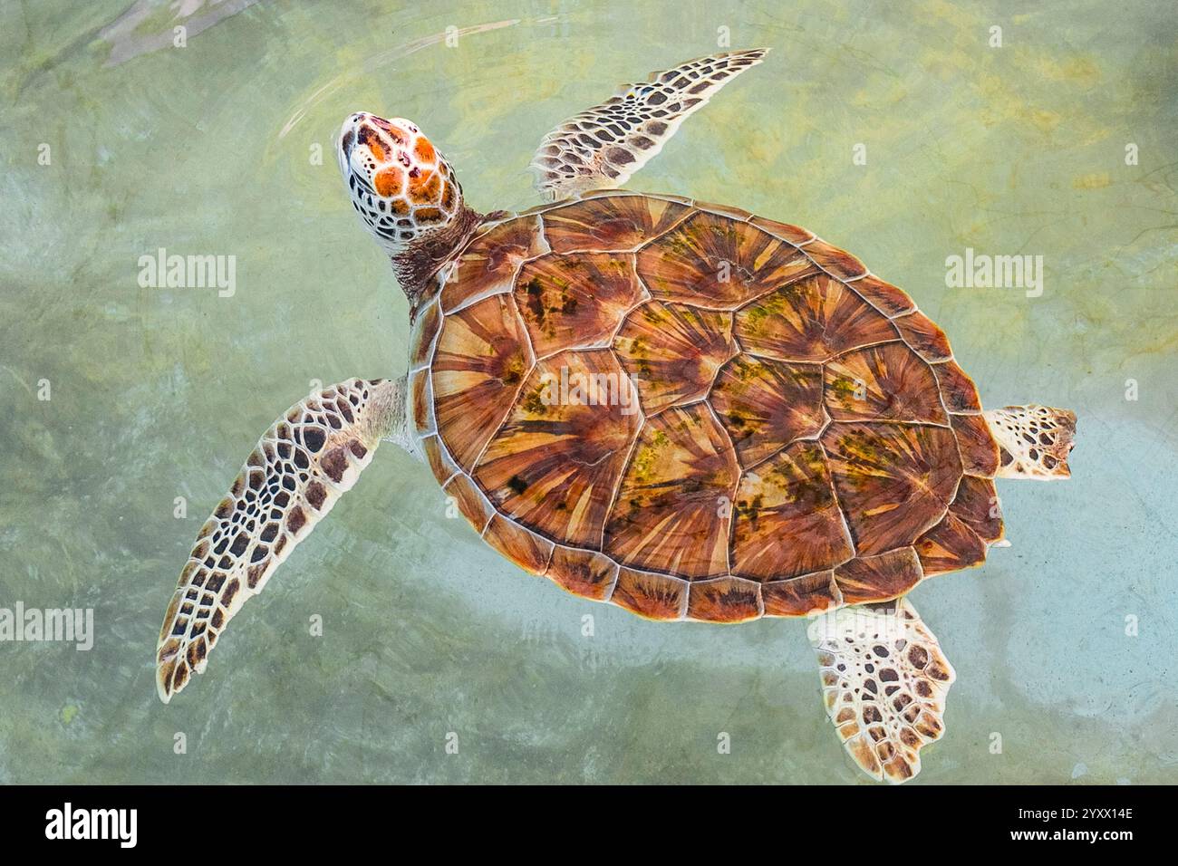 green sea turtle, Chelonia mydas, breathing, Isla Mujeres, Yukatan ...