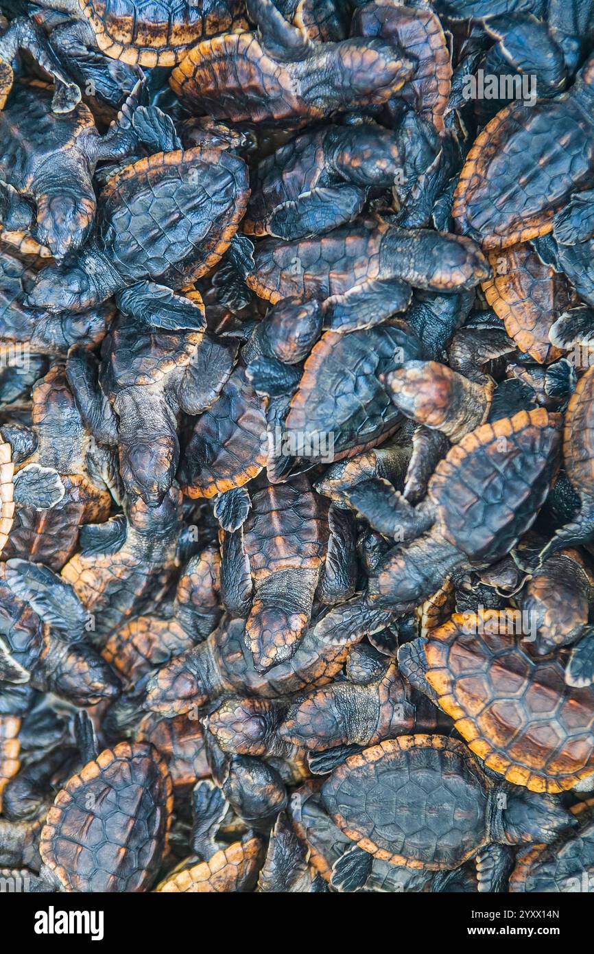 green sea turtle, Chelonia mydas, hatchling, West End, Grand Bahama ...