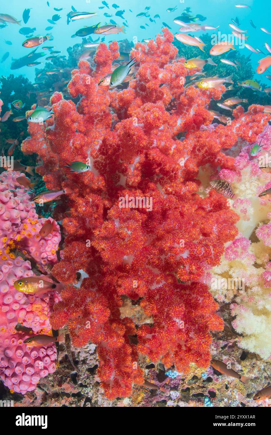 Glomerate soft tree coral Dendronephthya sp, Hard coral Tubastraea ...