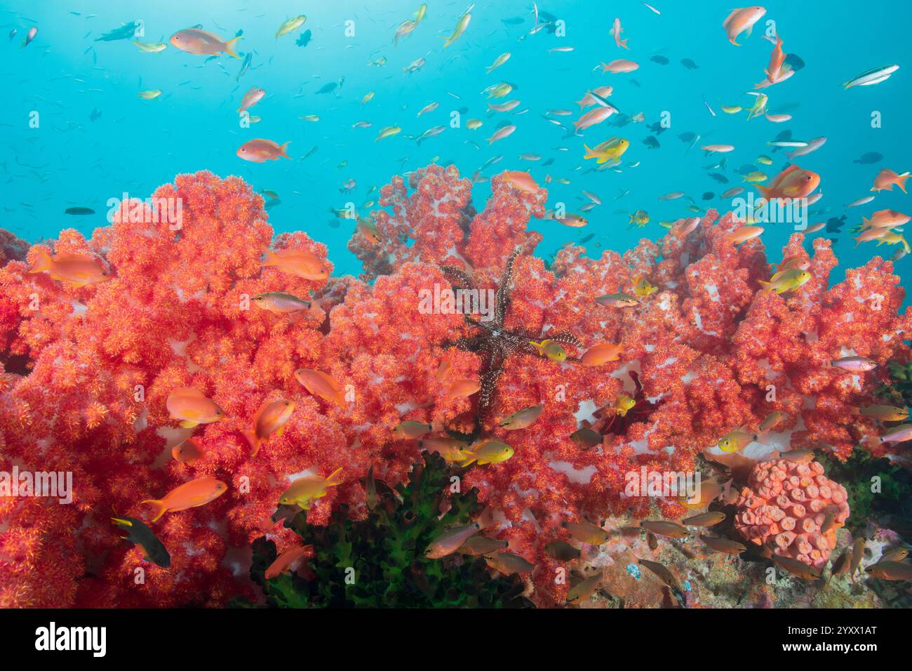 Divaricate soft tree coral Dendronephthya, Hard coral Tubastraea ...