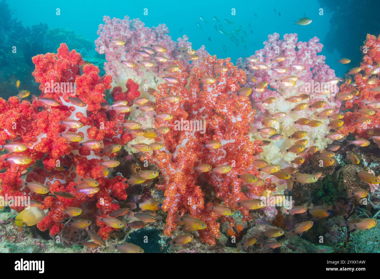 Bigeye snapper Lutjanus lutjanus, Black coral Antipathes sp, Divaricate ...