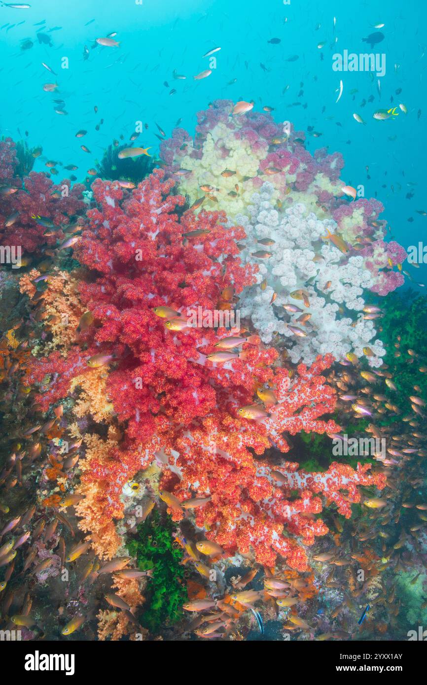 Divaricate soft tree coral Dendronephthya, Hard coral Tubastraea ...