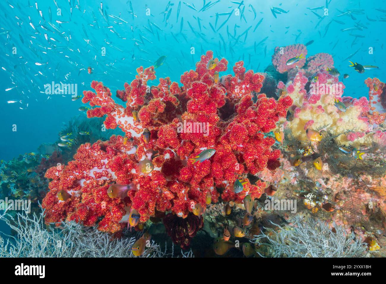 Dusky cardinalfish hi-res stock photography and images - Alamy