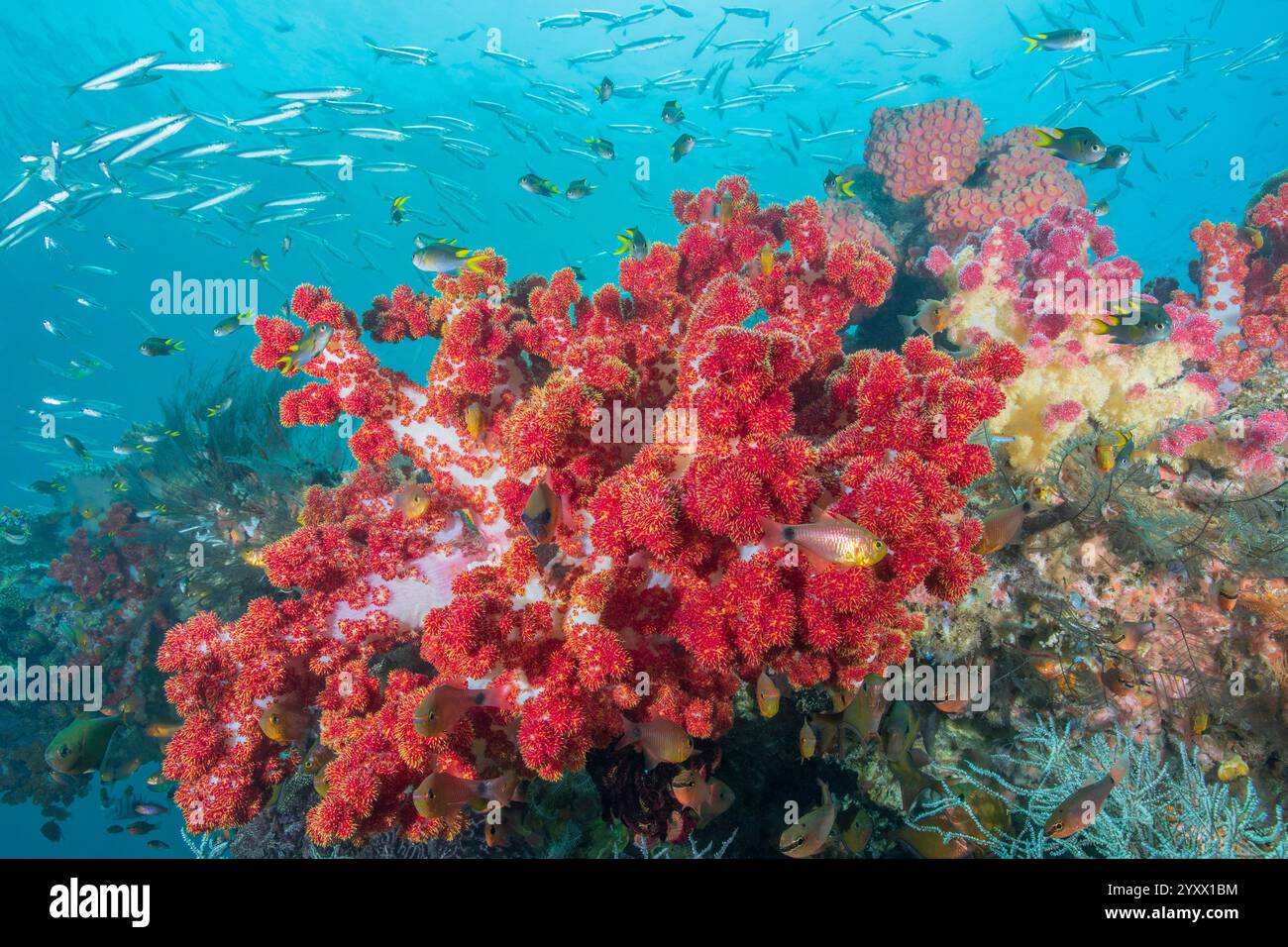 Dusky cardinalfish hi-res stock photography and images - Alamy