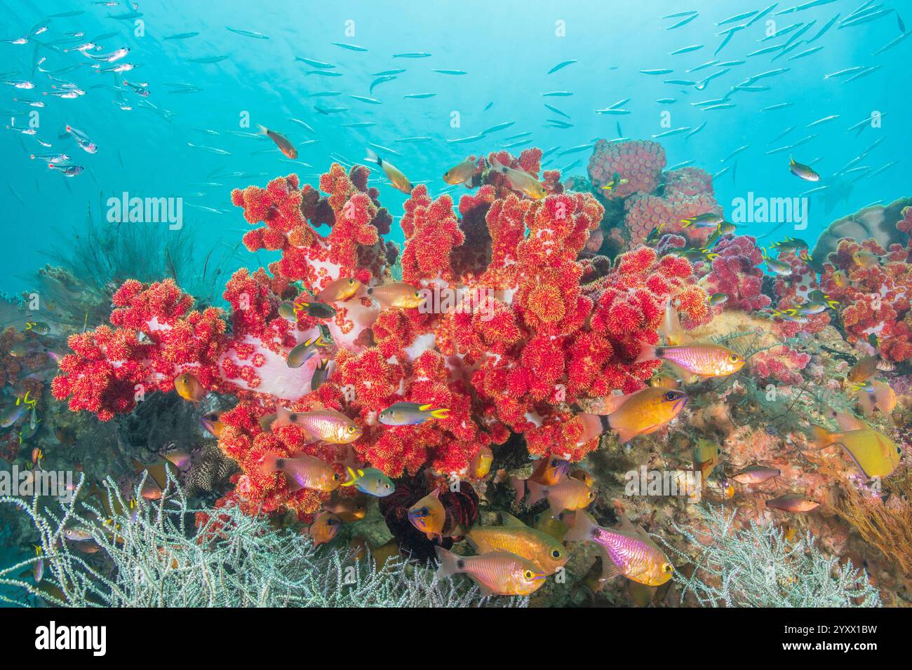 Anthipathes spp hi-res stock photography and images - Alamy