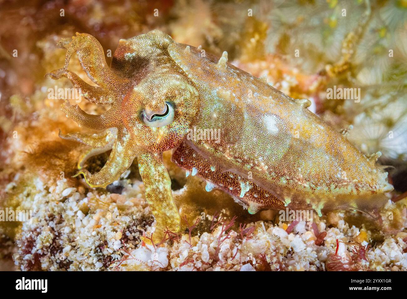 Dwarf cuttlefish sepia bandensis hi-res stock photography and images ...