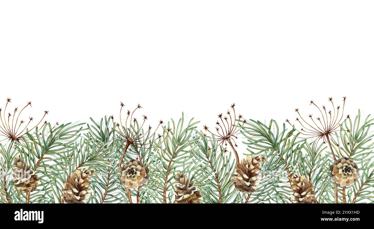 Spruce branches, pine cones and grass Christmas banner watercolor ...