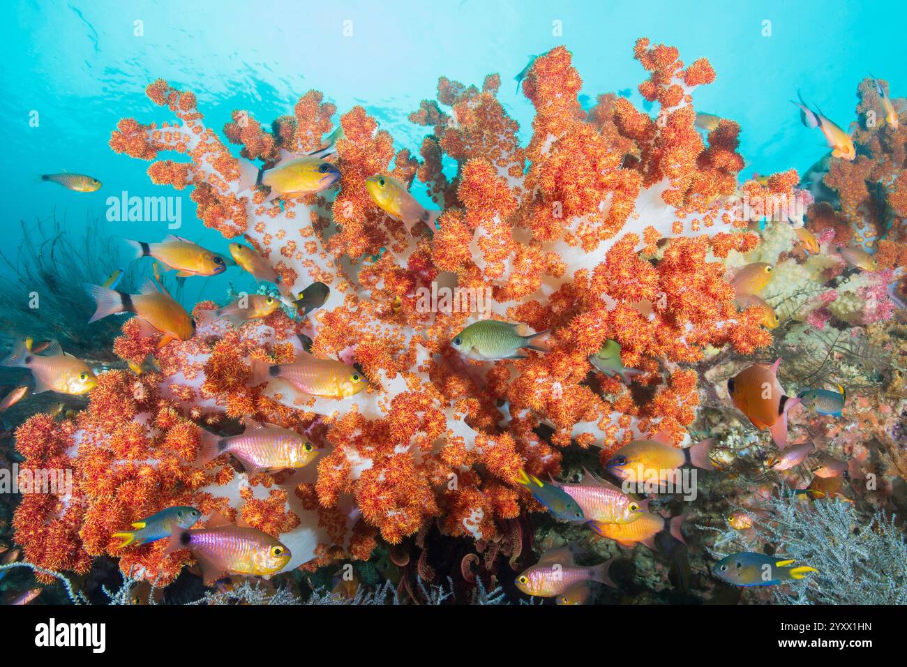 Black coral Anthipathes spp, Flower cardinalfish Apogon fleurieu ...