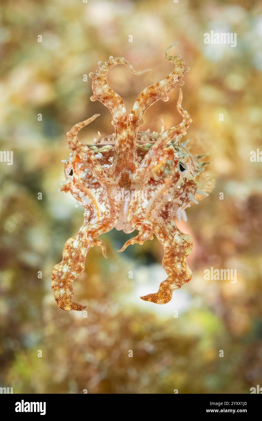 Dwarf cuttlefish, Sepia bandensis, Triton Bay, West Papua, Indonesia ...