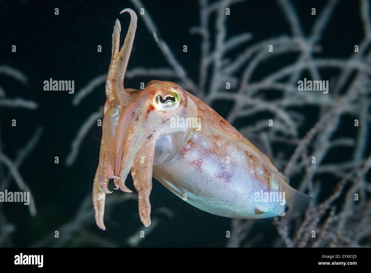 Anthipathes spp hi-res stock photography and images - Alamy