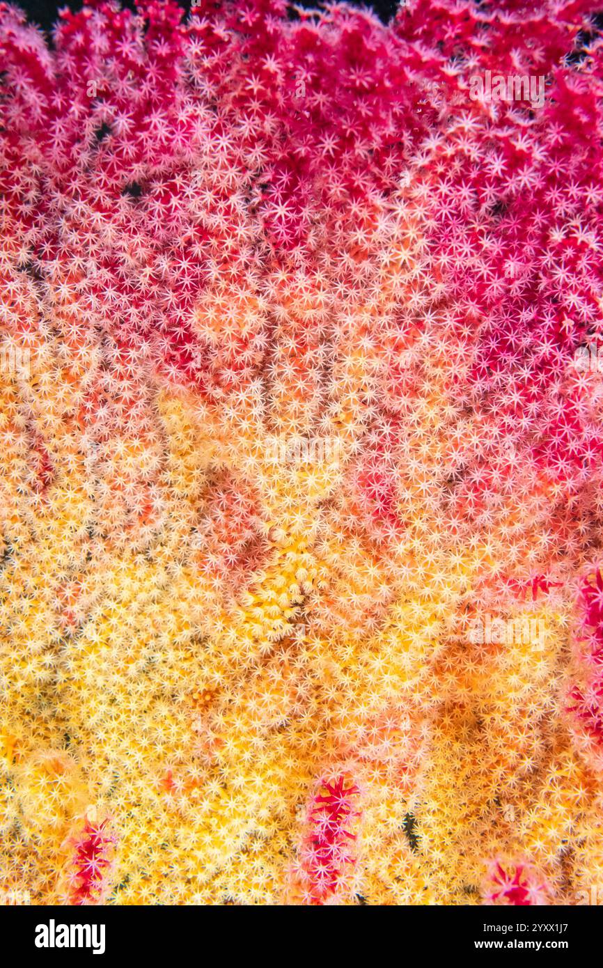 Mabini, Batangas, Luzon Island, Philippines, Soft coral, Acabaria sp ...