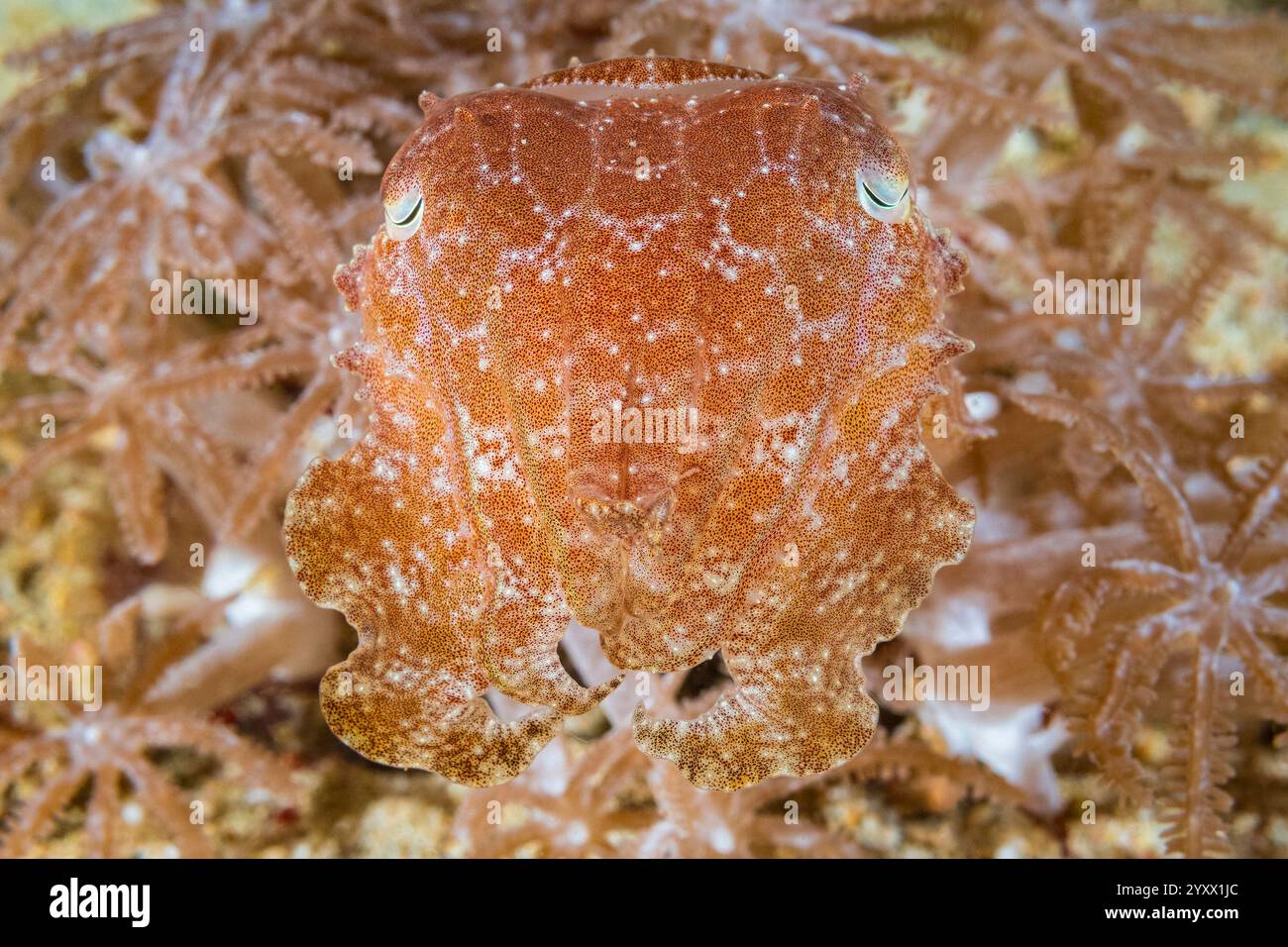 Mabini, Batangas, Luzon Island, Philippines, Papuan cuttlefish, Sepai ...