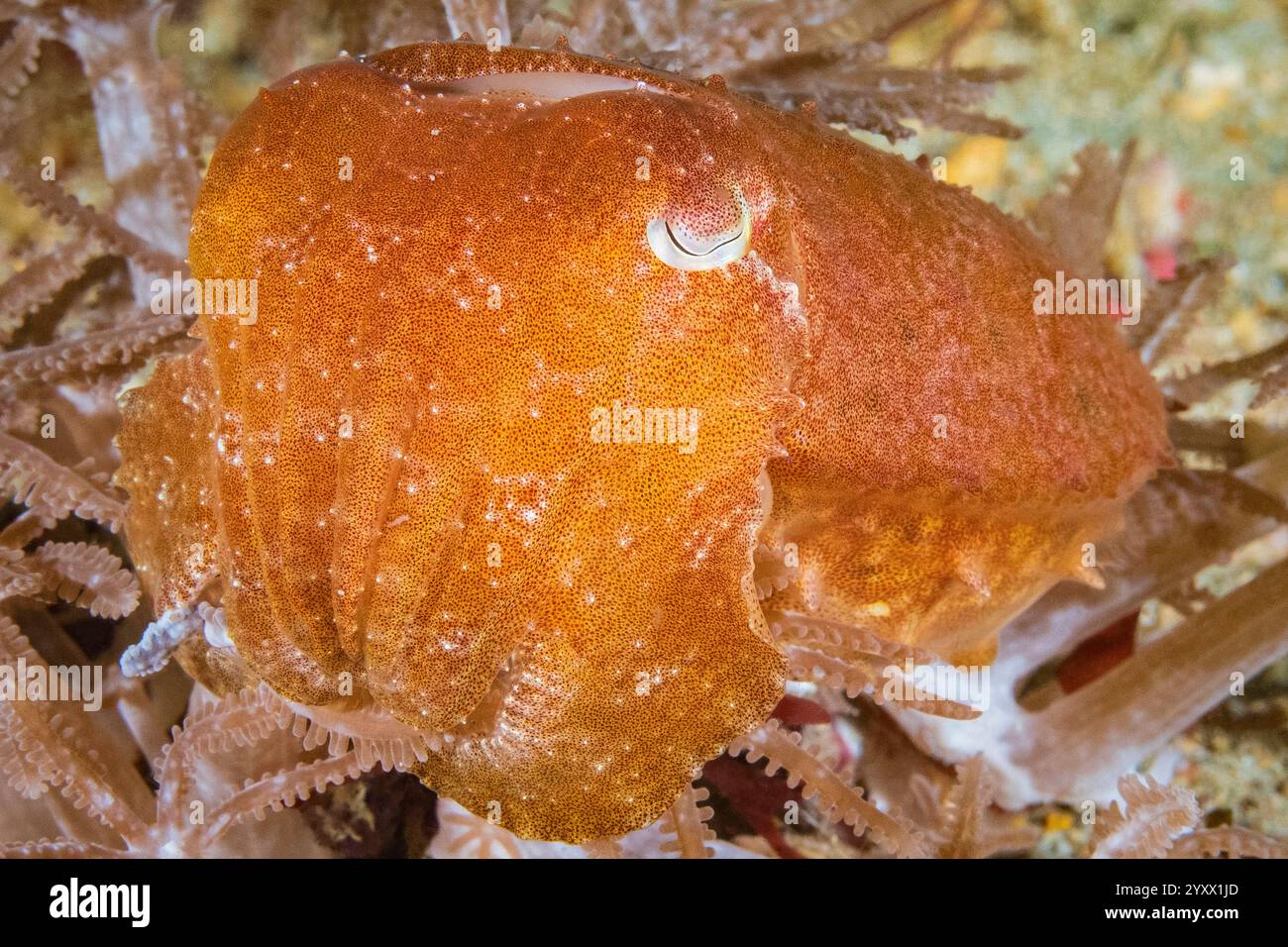 Mabini, Batangas, Luzon Island, Philippines, Papuan cuttlefish, Sepai ...