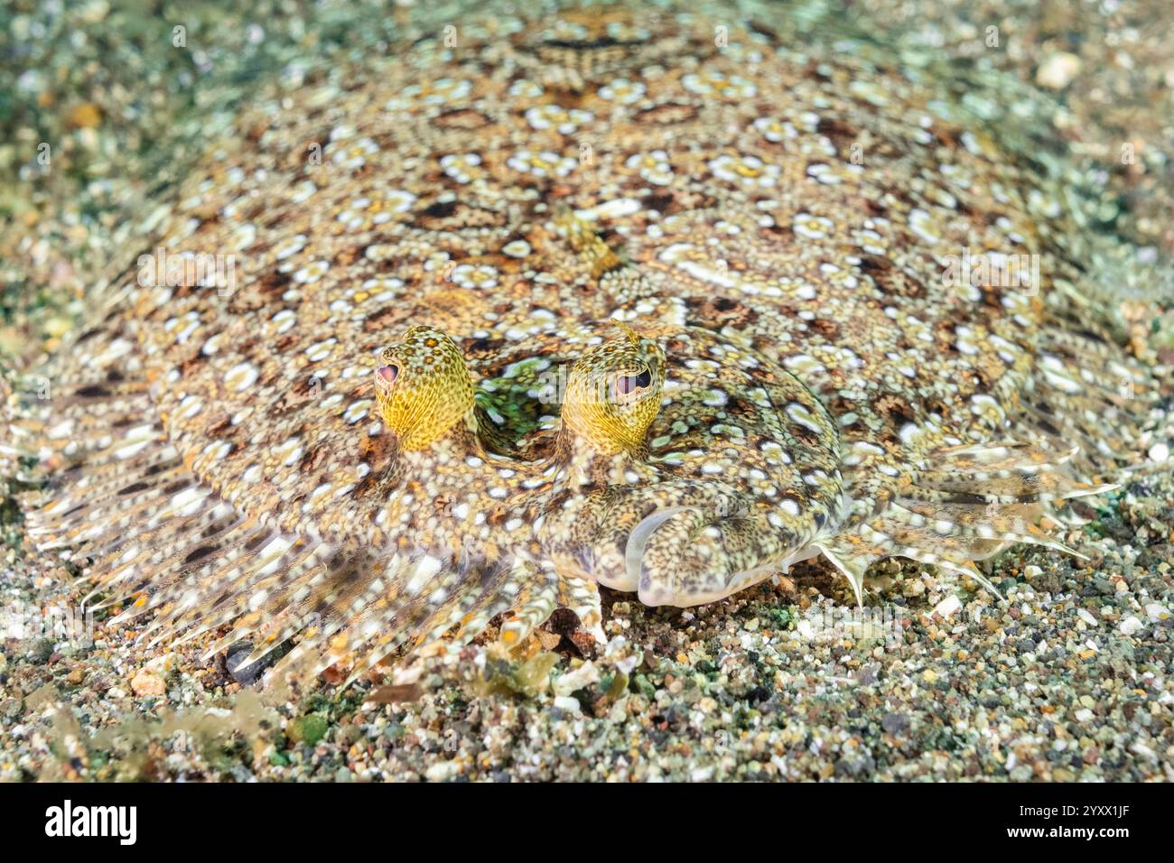 Left eye flounder, bothid, Leopard flounder, Bothus pantherinus, Mabini ...