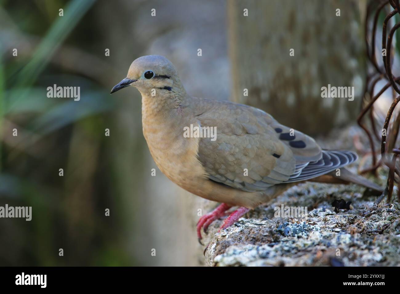Grenada dove hi-res stock photography and images - Alamy