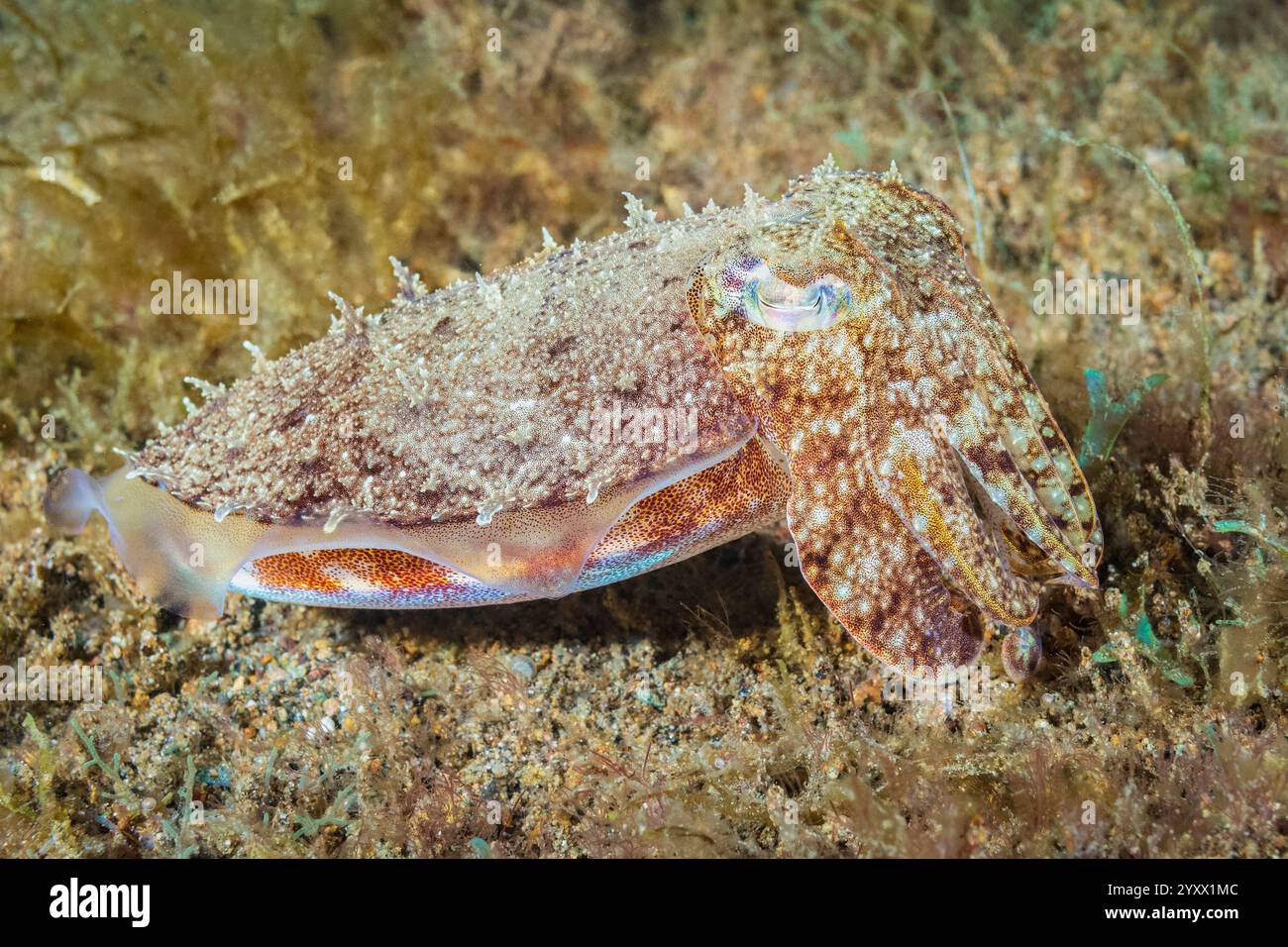 Mabini, Anilao, Batangas, Luzon Island, Philippines, Papuan cuttlefish ...