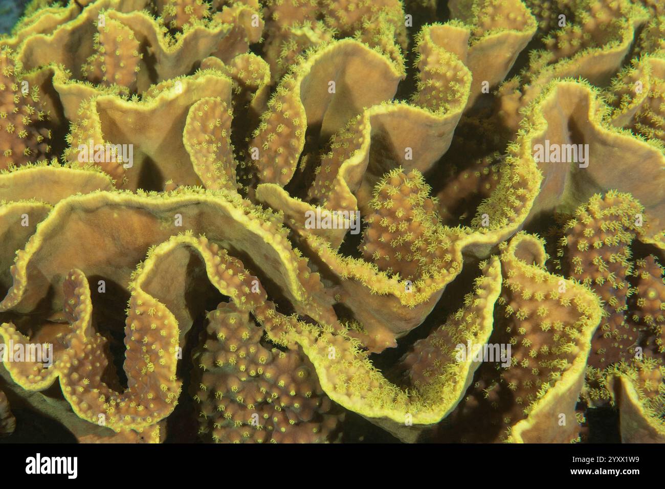 Hard coral, Turbinaria reniformis, Hurghadas, Red Sea, Egypt Stock ...