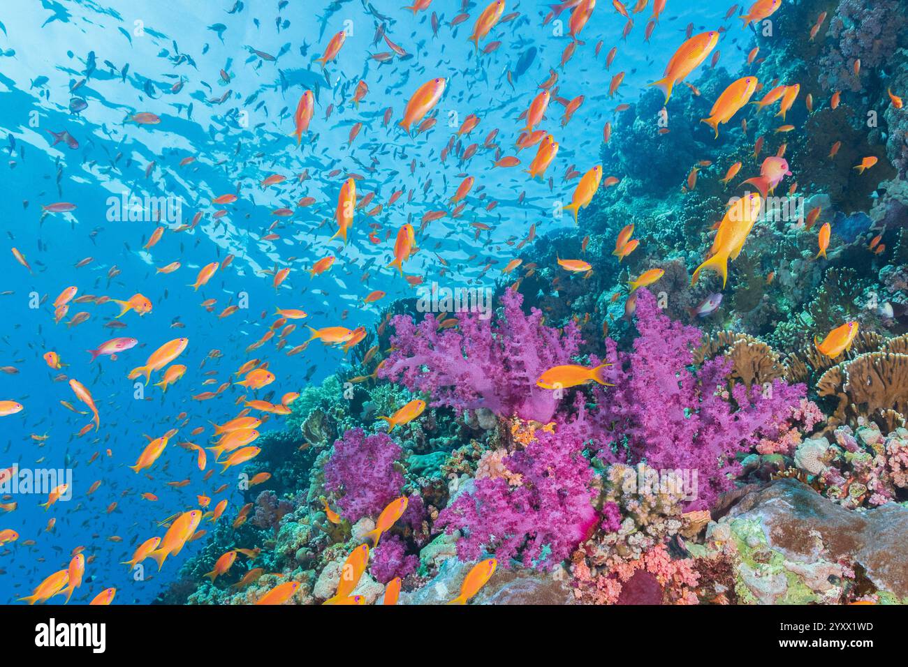 Dichotomy fire coral Millepora dichotoma, Hurghada on the Northern Red ...