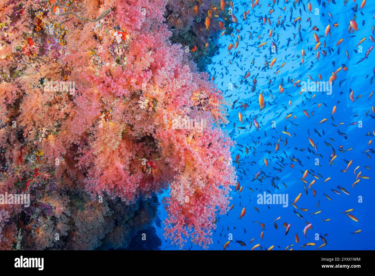 Hurghada on the Northern Red Sea Coral Coast of Egypt, Jewel fairy ...