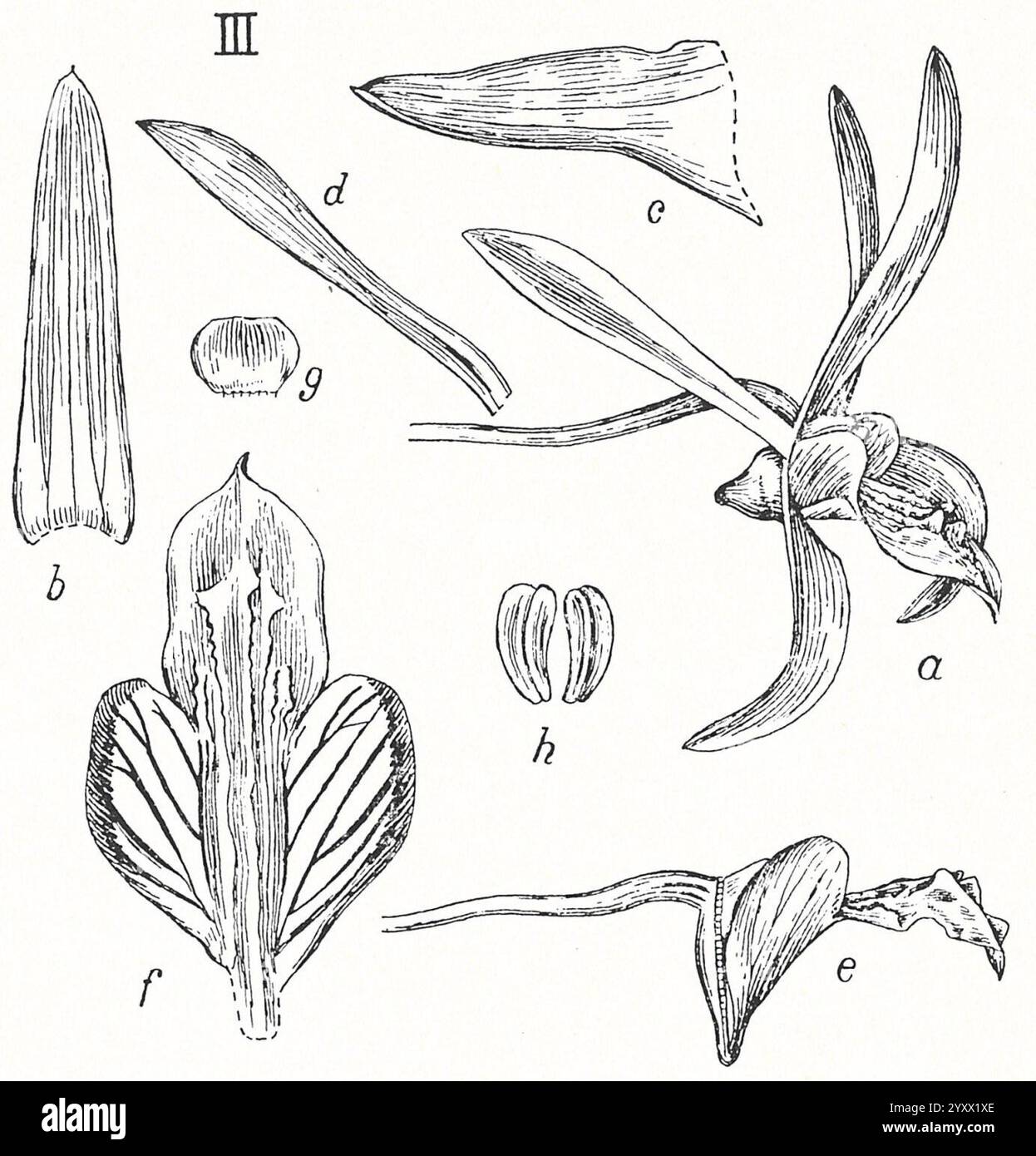 Dendrobium capra J.J.Sm. - Tafeln Javanischer Orchideen II Tab 5 fig ...