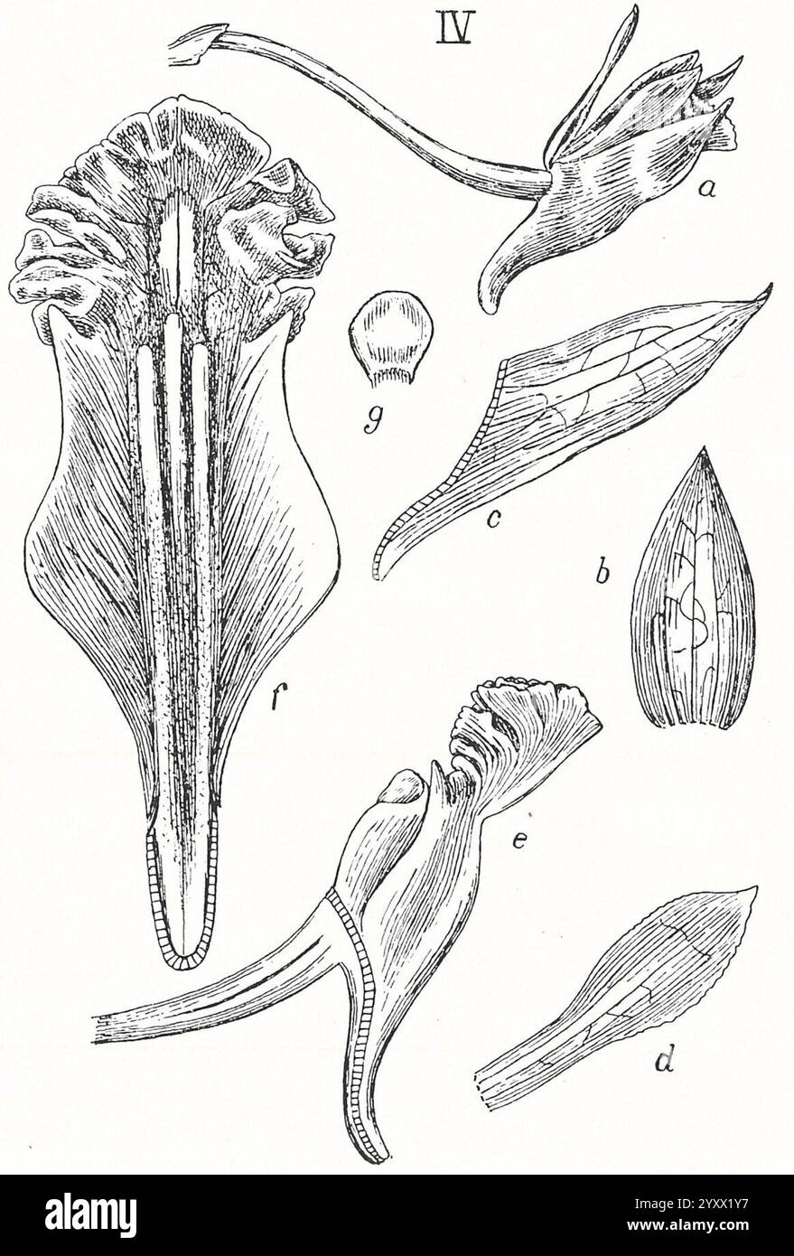 Dendrobium corrugatilobum Teijsm. & Binn. - Tafeln Javanischer ...