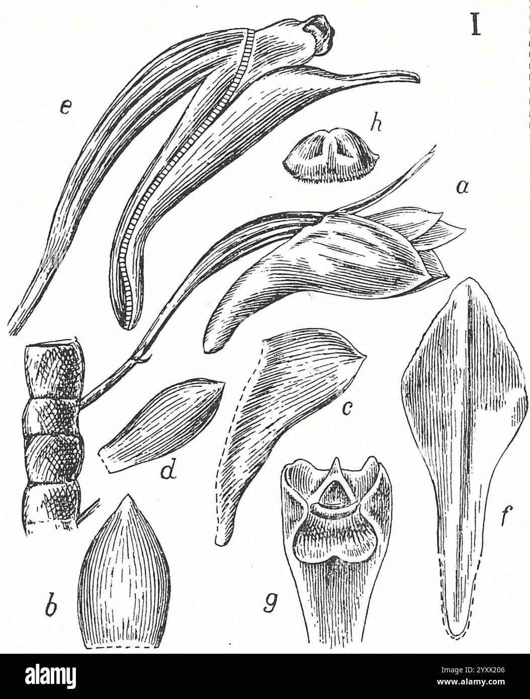 Dendrobium jacobsonii J.J.Sm. - Tafeln Javanischer Orchideen II Tab 6 ...