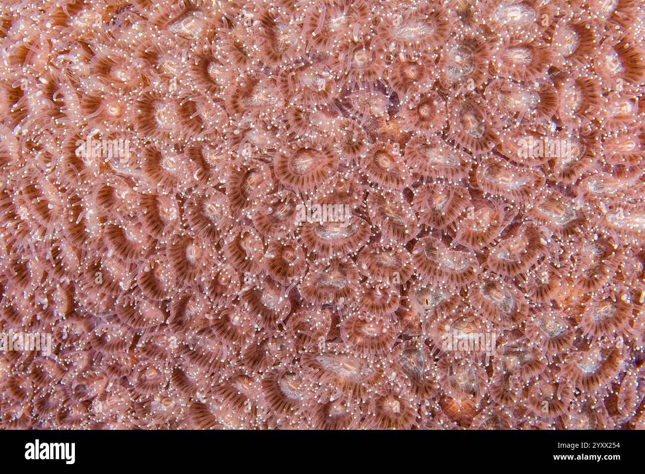Hard coral Favia sp, Polyps extened at night feeding, Port Ghalib ...