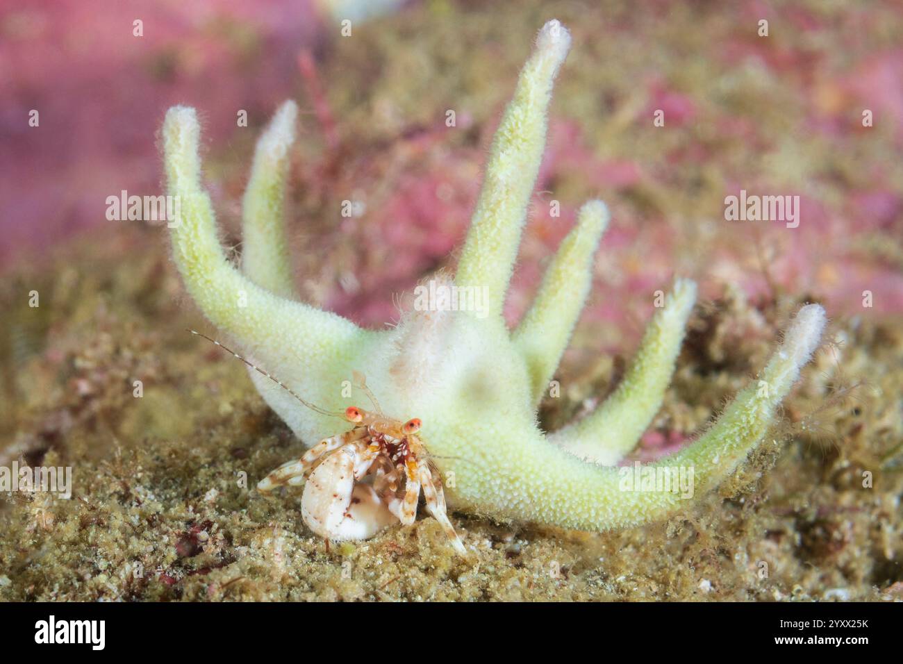 Bahia Los Angeles,Sea of Cortez, Baja Norte, Mexico, Hermit crab ...