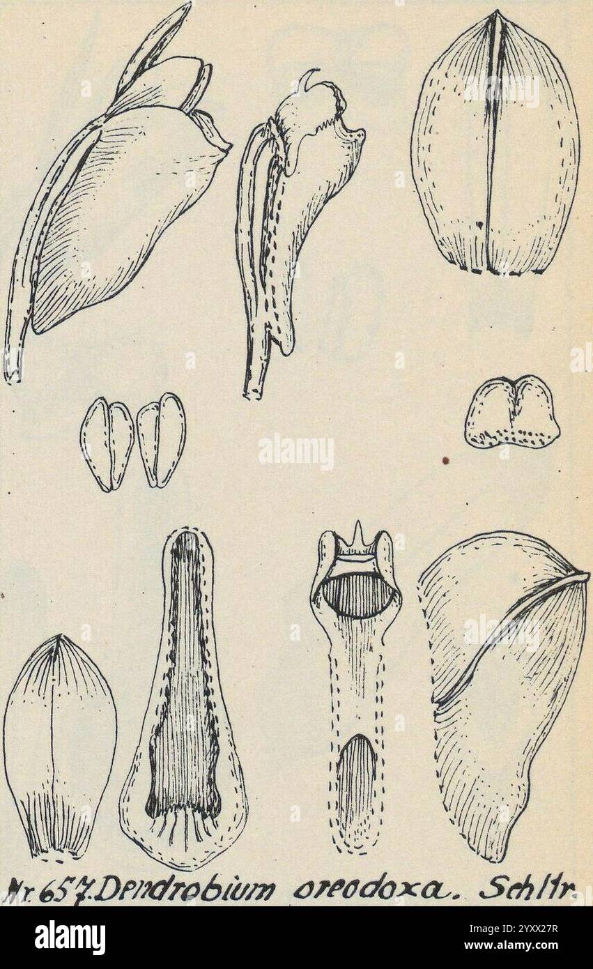 Dendrobium oreodoxa hi-res stock photography and images - Alamy