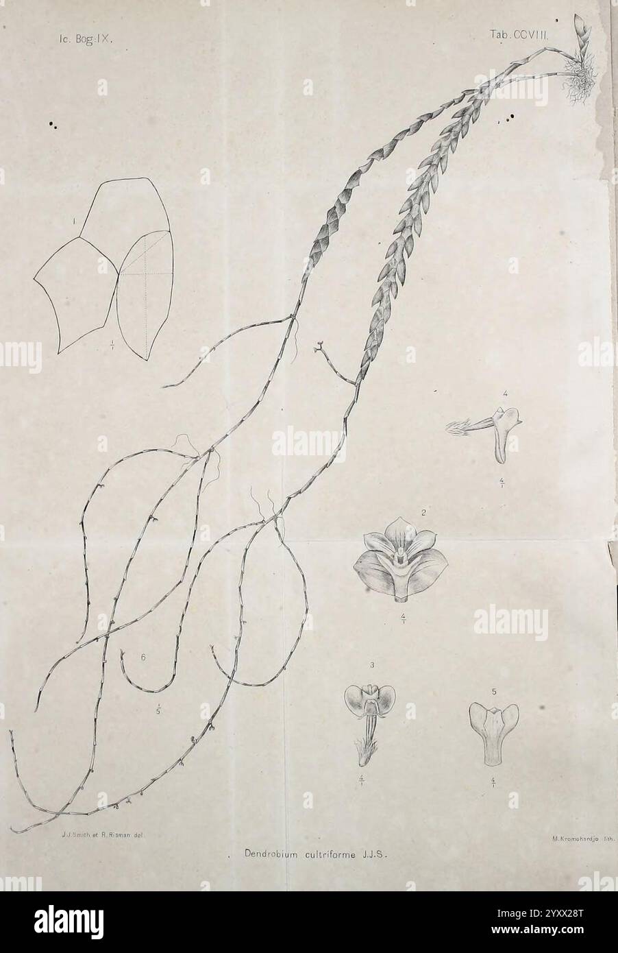 Dendrobium platyphyllum (as Dendrobium cultriforme JJSm) - Icones ...