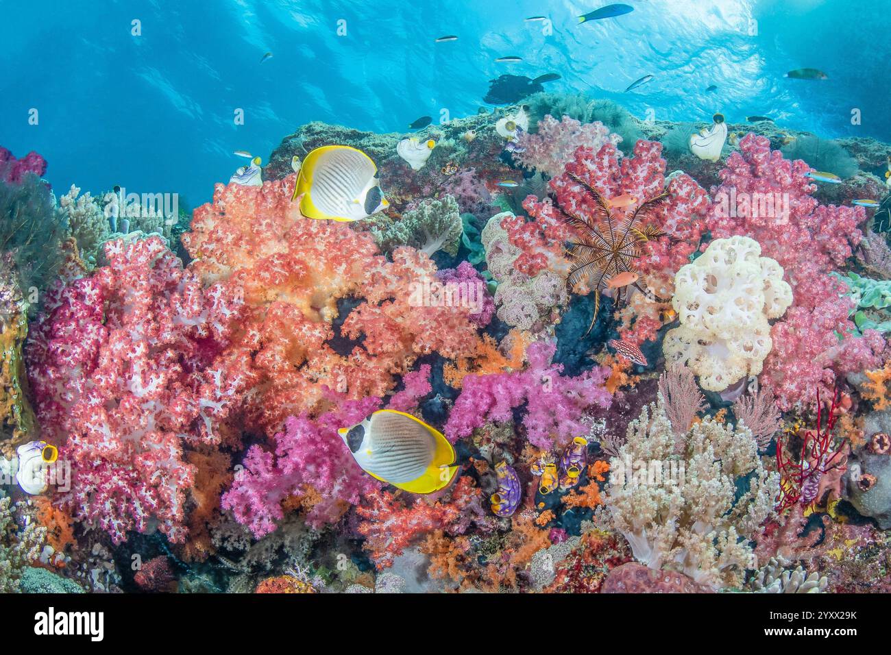 Coral bommie with soft coral Dendronephthya and panda butterflyfish ...