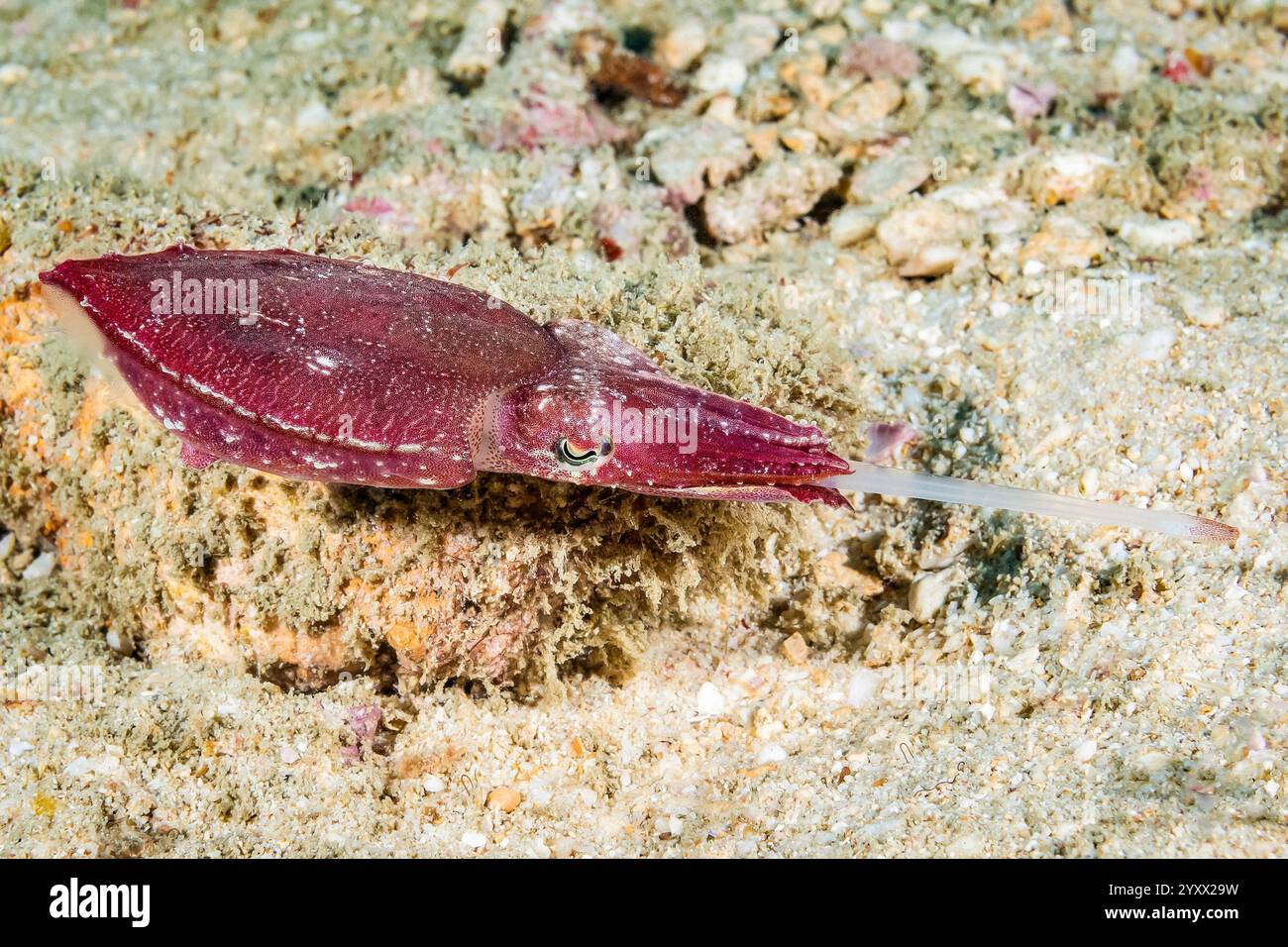 Dwarf cuttlefish Sepia bandensis, Hunting, Raja Ampat (The Four Kings ...