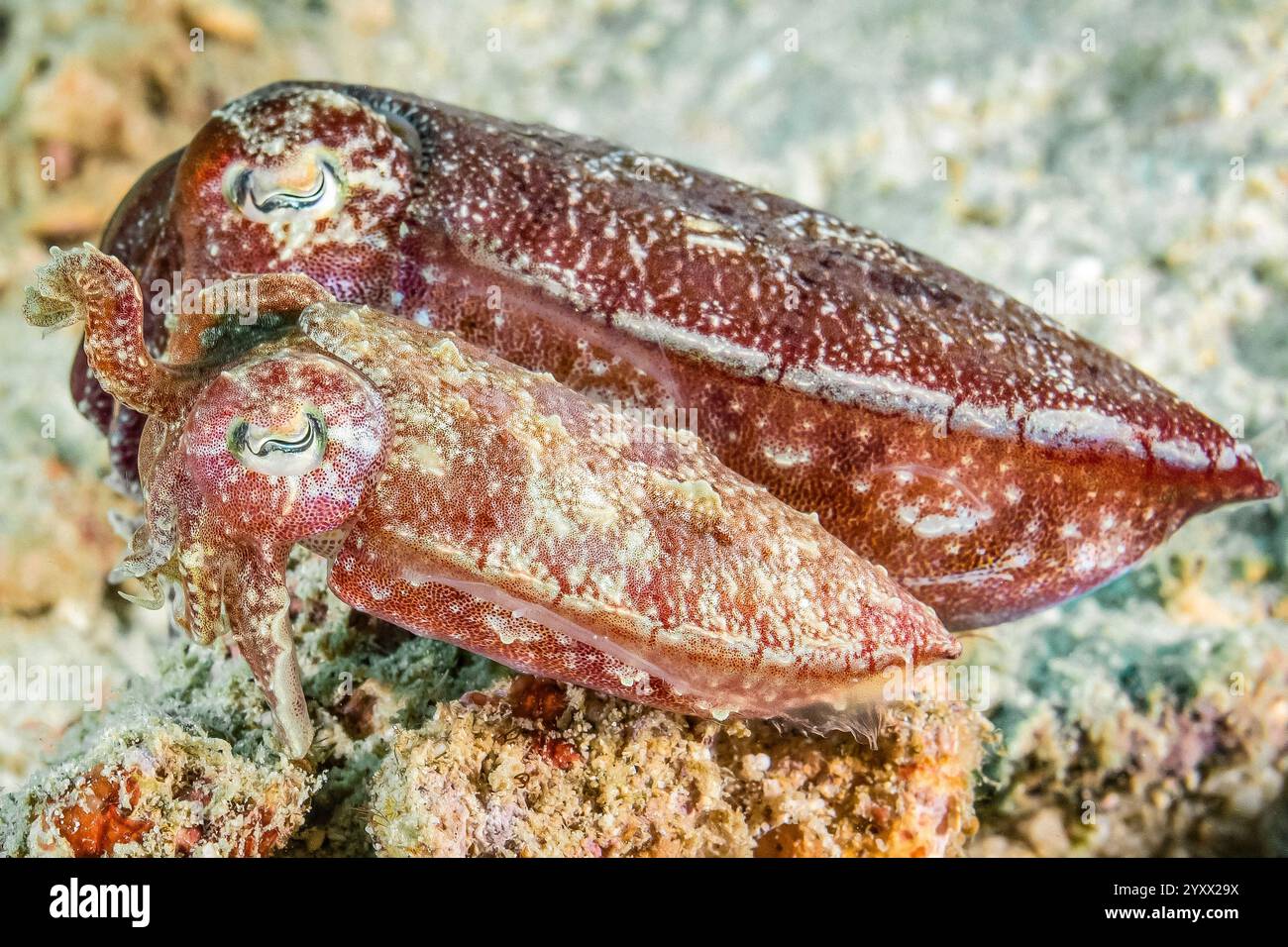 Dwarf cuttlefish Sepia bandensis, mating, Raja Ampat (The Four Kings ...